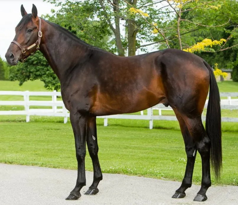 Auction: SUNSHINE BEACH - SHARE | Standardbred Canada